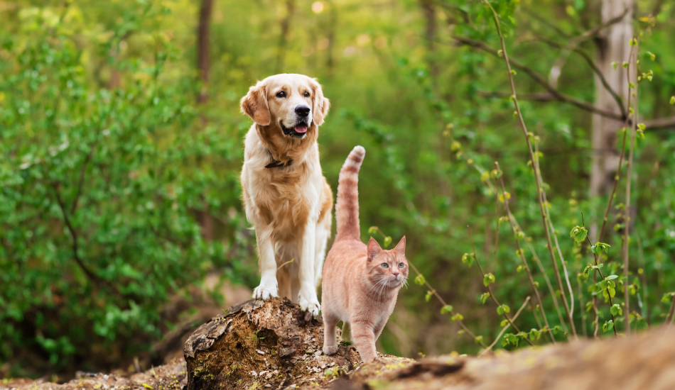 Yarrah | Organic Dog Food & Cat Food