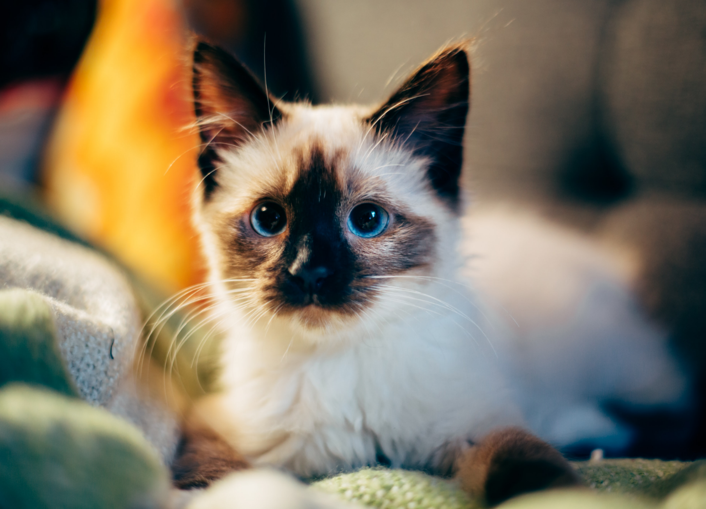 Siamese Cats Discover The Elegance And Personality Of Siamese Breeds