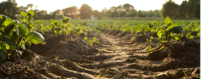 Organic farming could save billions in environmental costs