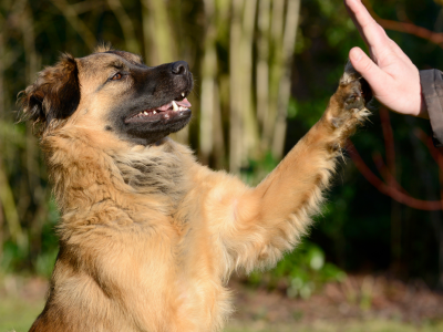 PSPEE : Premiers Secours Pour Empreinte Écologique | Yarrah