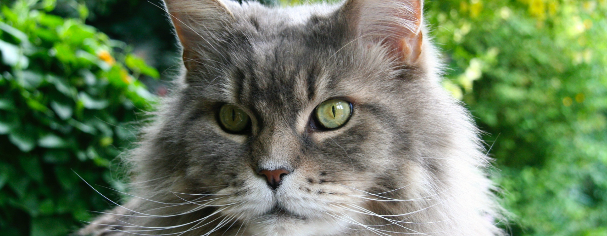 Alles wat je moet weten over Maine Coon Katten | Yarrah