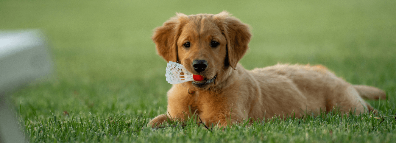 Training a puppy and all the puppy supplies you need | Yarrah
