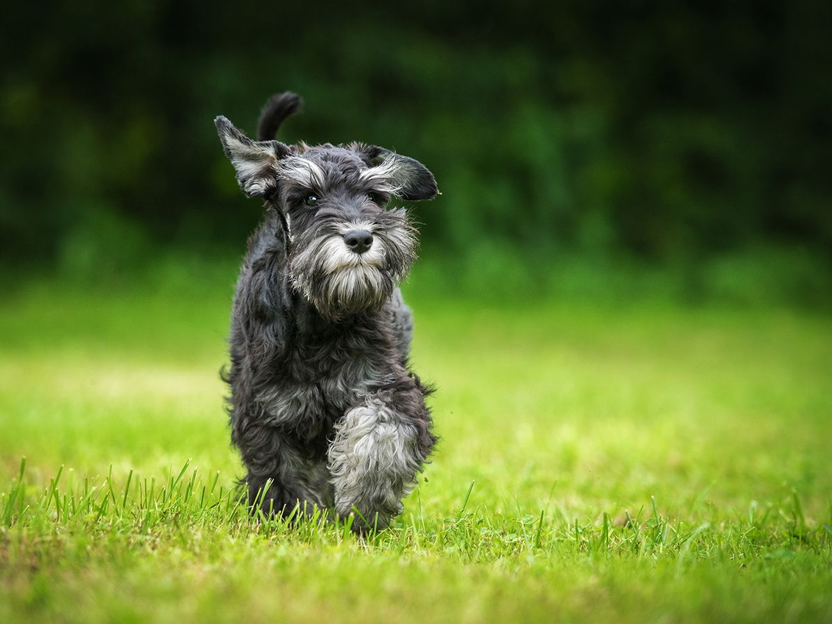 Diabetes in Dogs: What to Do? | Yarrah Blog