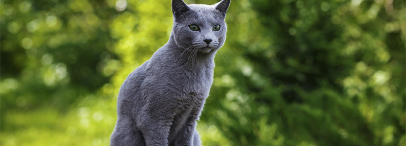 Alles wat je over de Blauwe Rus kat wil weten en meer!