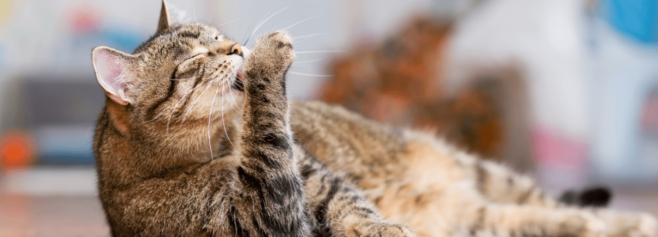 Oude kat of ouder wordende kat, waar let je op? | Yarrah