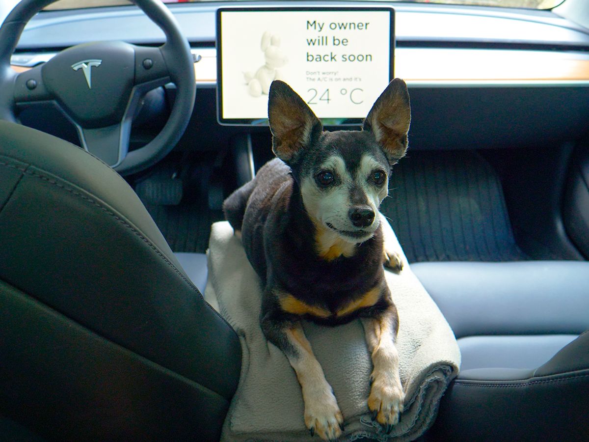 What electric car models are suitable for dogs? | Yarrah