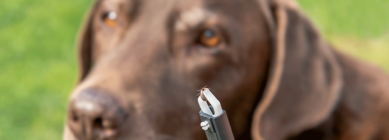 Een teek verwijderen bij je hond en hoe je teken voorkomt