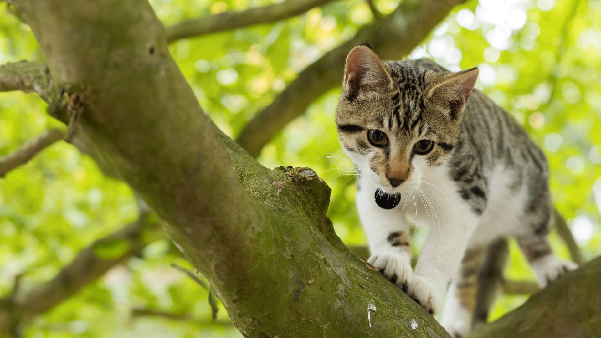 Yarrah | Organic Dog Food & Cat Food