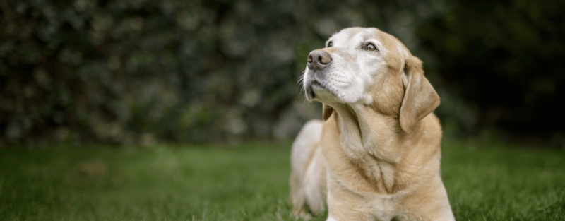 Maximizing Your Dog's Lifespan: Tips & Breeds | Yarrah