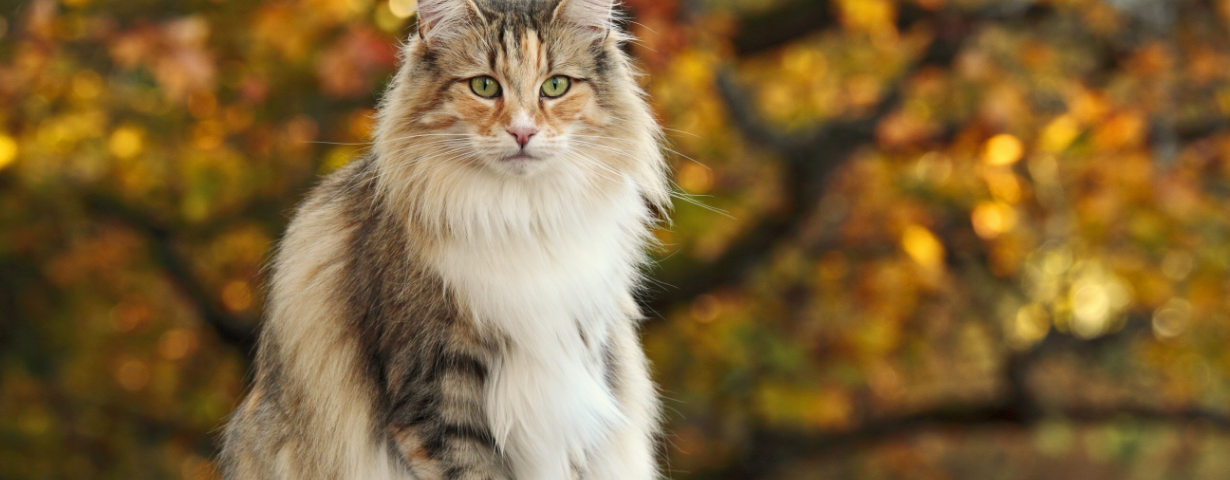 A complete guide to Norwegian Forest cats and kittens | Yarrah