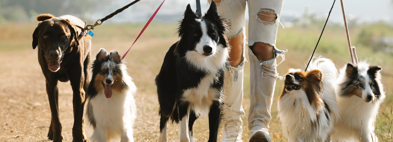 Walk This Way: The Ultimate Guide to Dog Walking | Yarrah