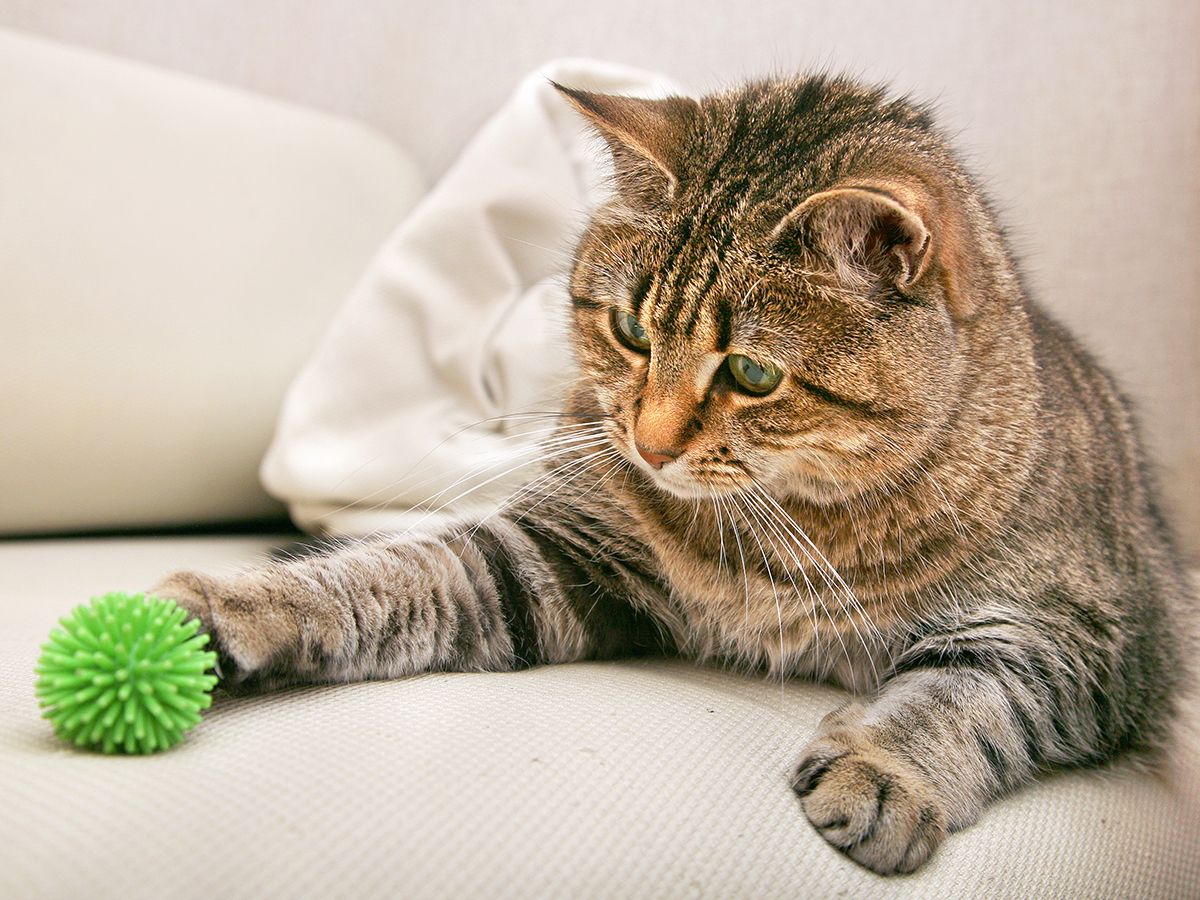 6 recommendations for a cat-friendly home | Yarrah