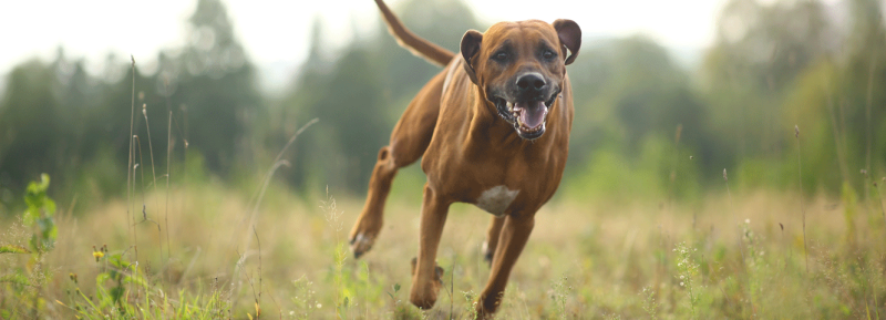 Alles, was du über Rhodesian Ridgebacks wissen willst | Yarrah