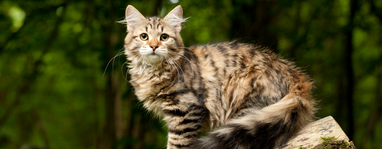 Alles wat je over de Siberische boskat wil weten! | Yarrah