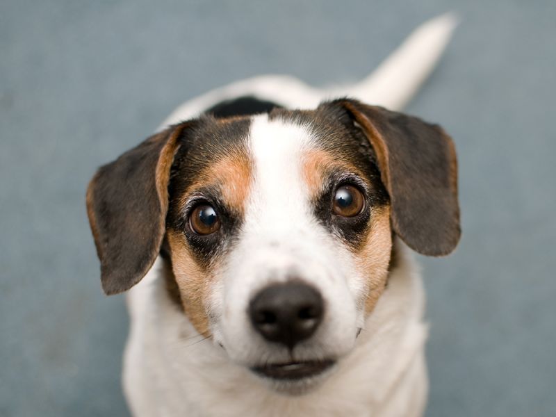 Je hond bedelen afleren: tips en advies | Yarrah