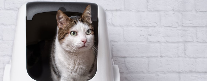 Prevent your cat from peeing in the house with our tips | Yarrah