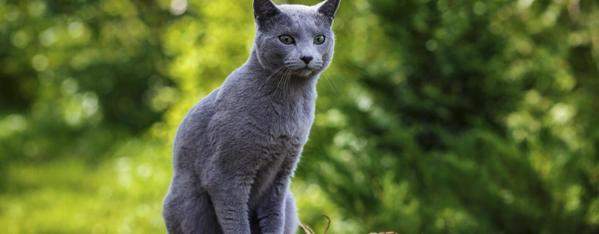 Hier vind je alles wat je moet weten over katten | Yarrah
